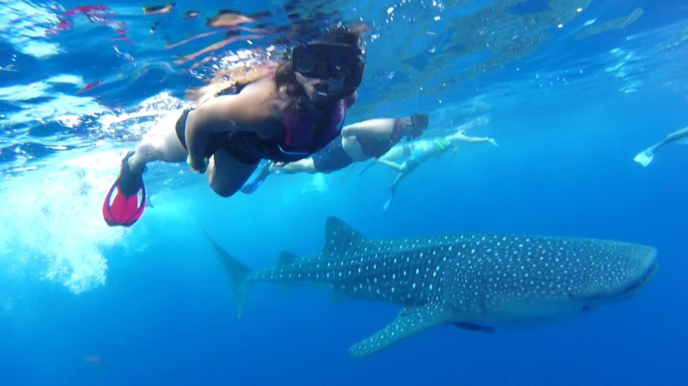 Whale Shark Tour North of Cancun and Isla Mujeres | Whale Shark Tour Cancun